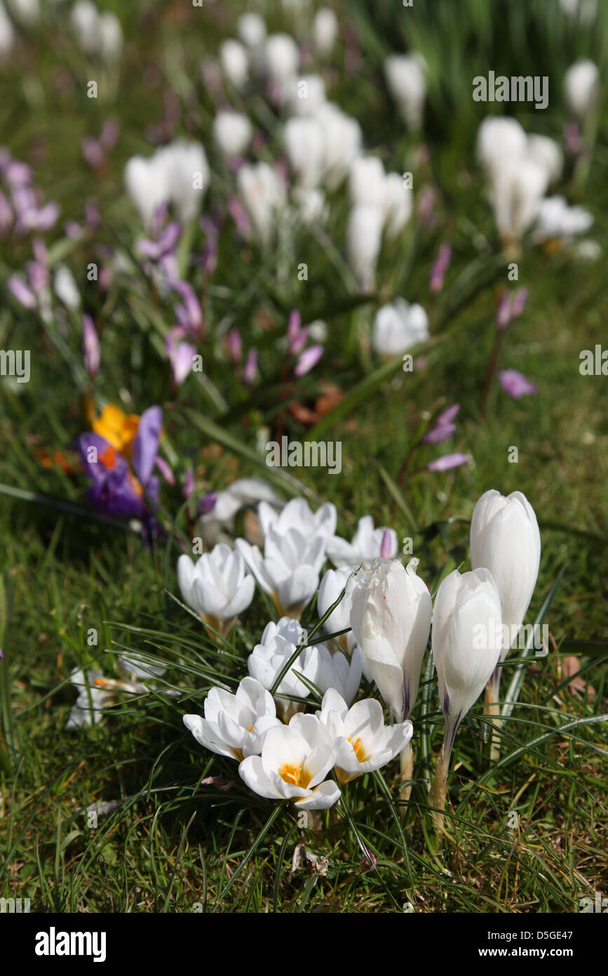 War memorial park basingstoke hi-res stock photography and images - Alamy