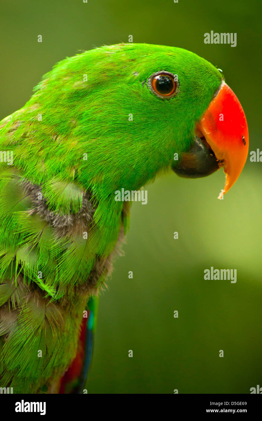 Parrot egg hi-res stock photography and images - Alamy