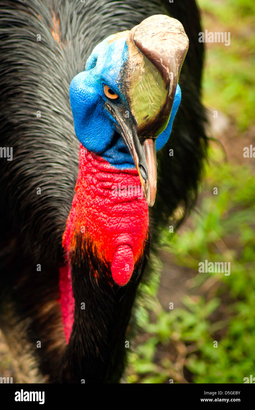 Images of Australian cassowary look into the camera angry face Stock ...