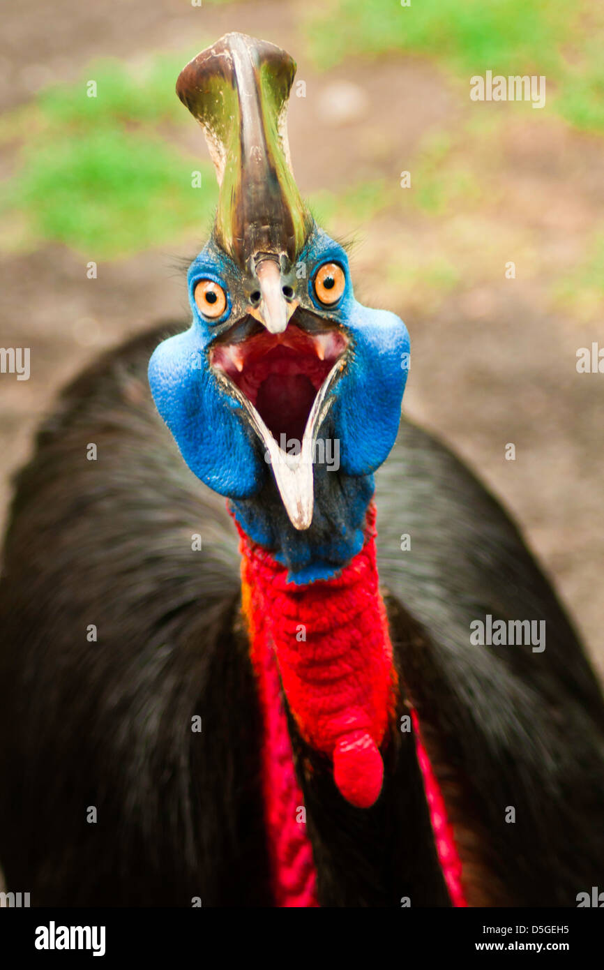 Cassowary