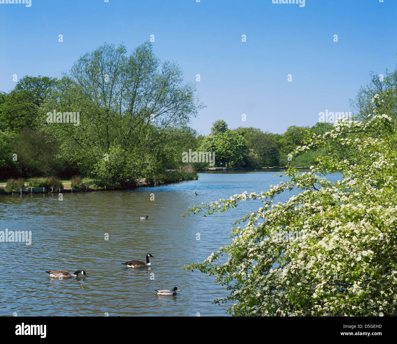 Connaught Water; Epping Forest; Essex; GB Stock Photo - Alamy