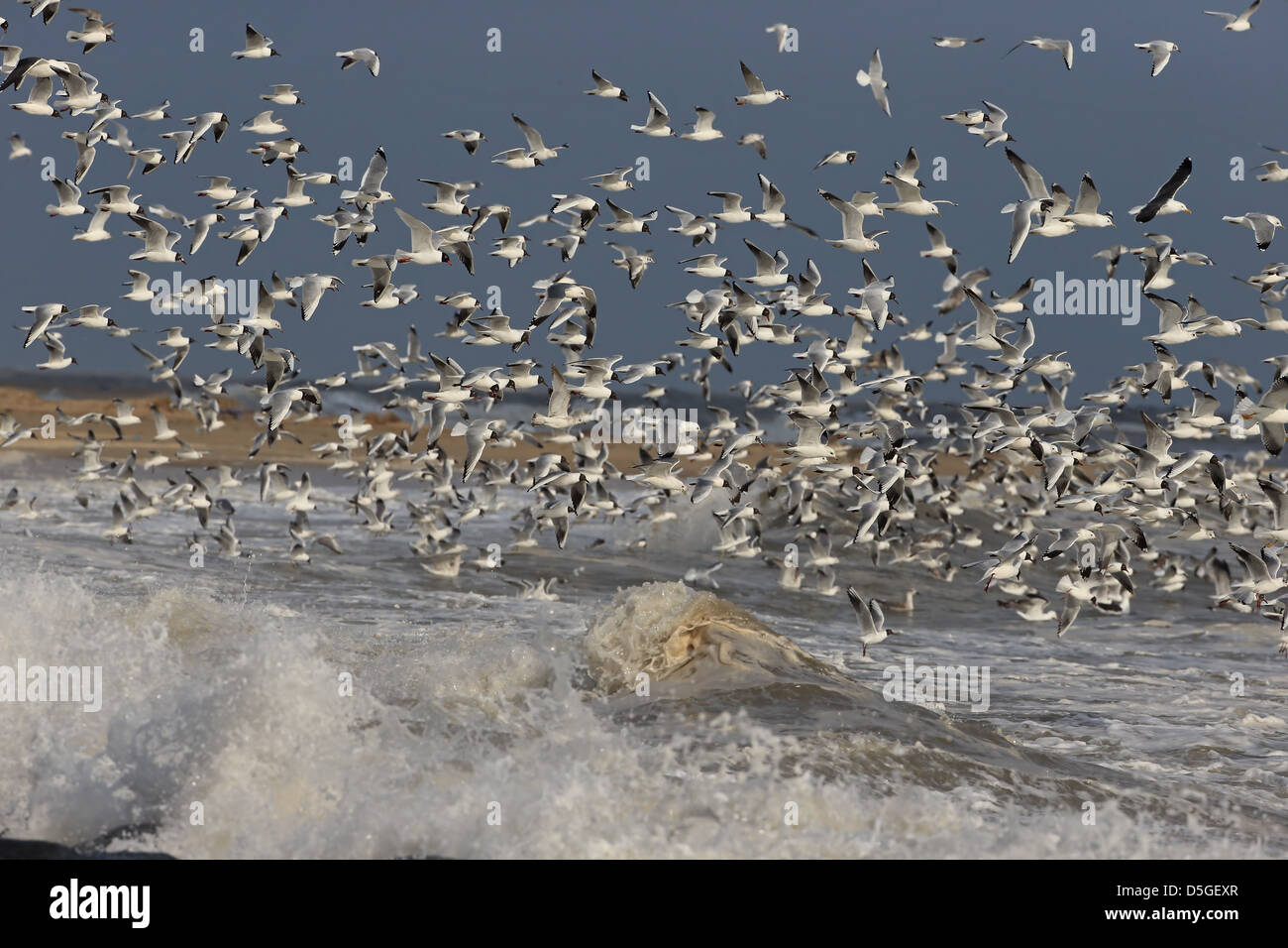 Razor shell ensis arcuatus hi-res stock photography and images - Alamy