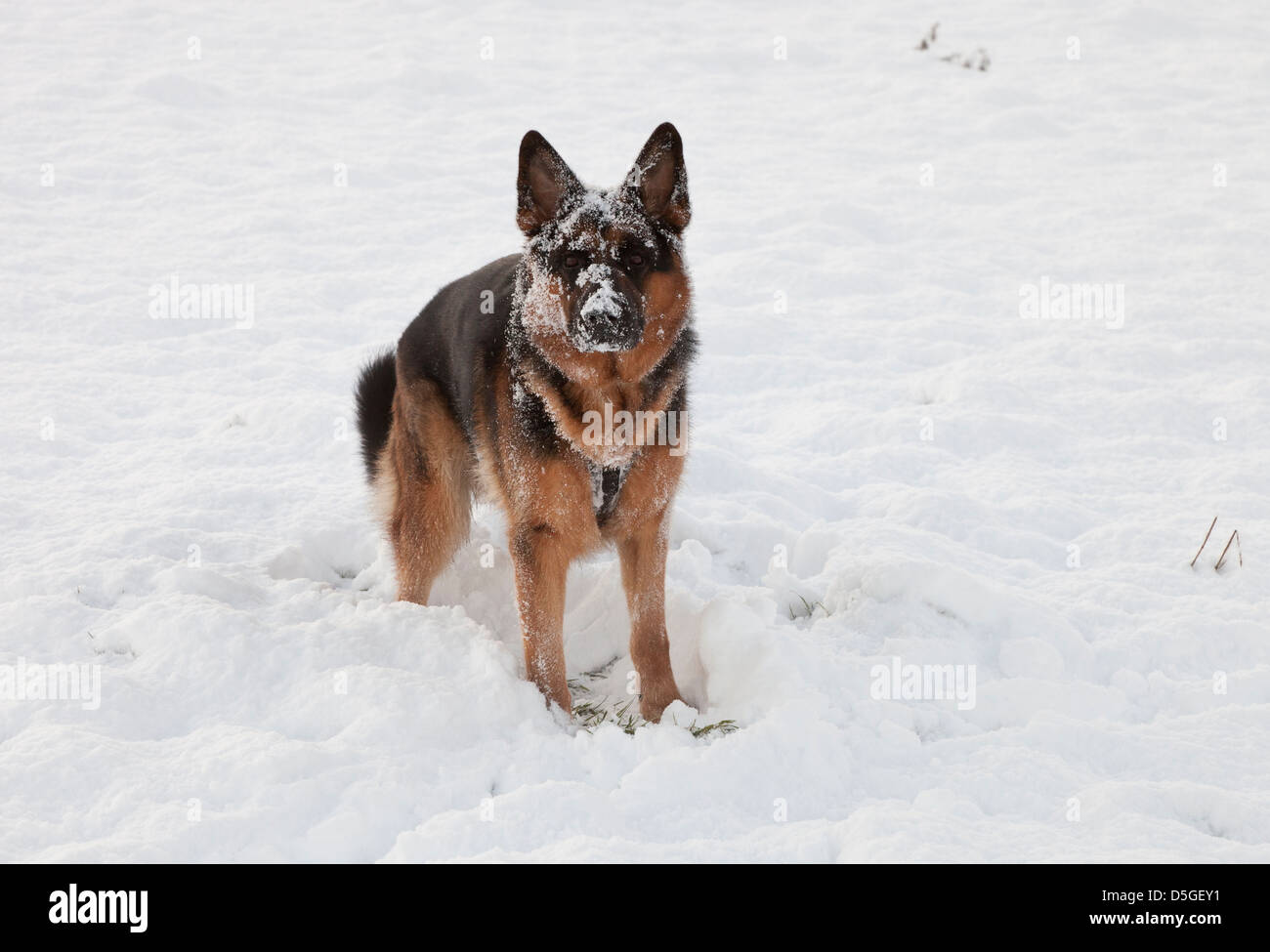German Shepherd Dog playing in the snow Stock Photo - Alamy