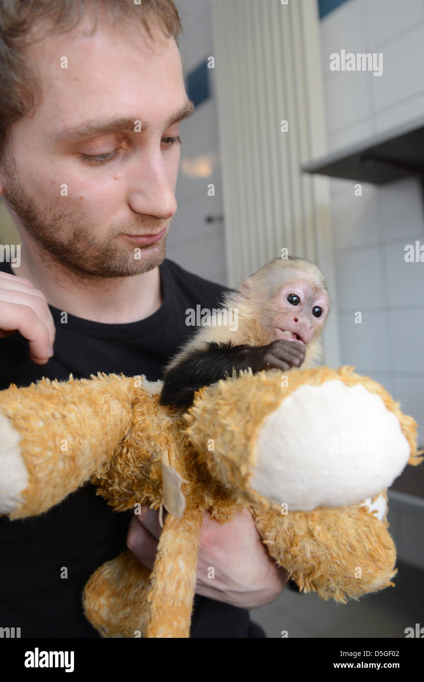 Munich, Germany, 2nd April 2013. The monkey Mally of Canadian singer ...
