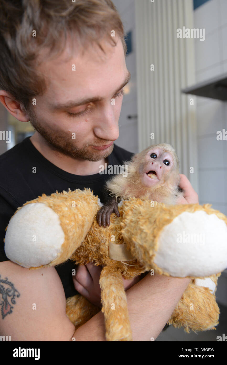 Munich, Germany, 2nd April 2013. The monkey Mally of Canadian singer ...