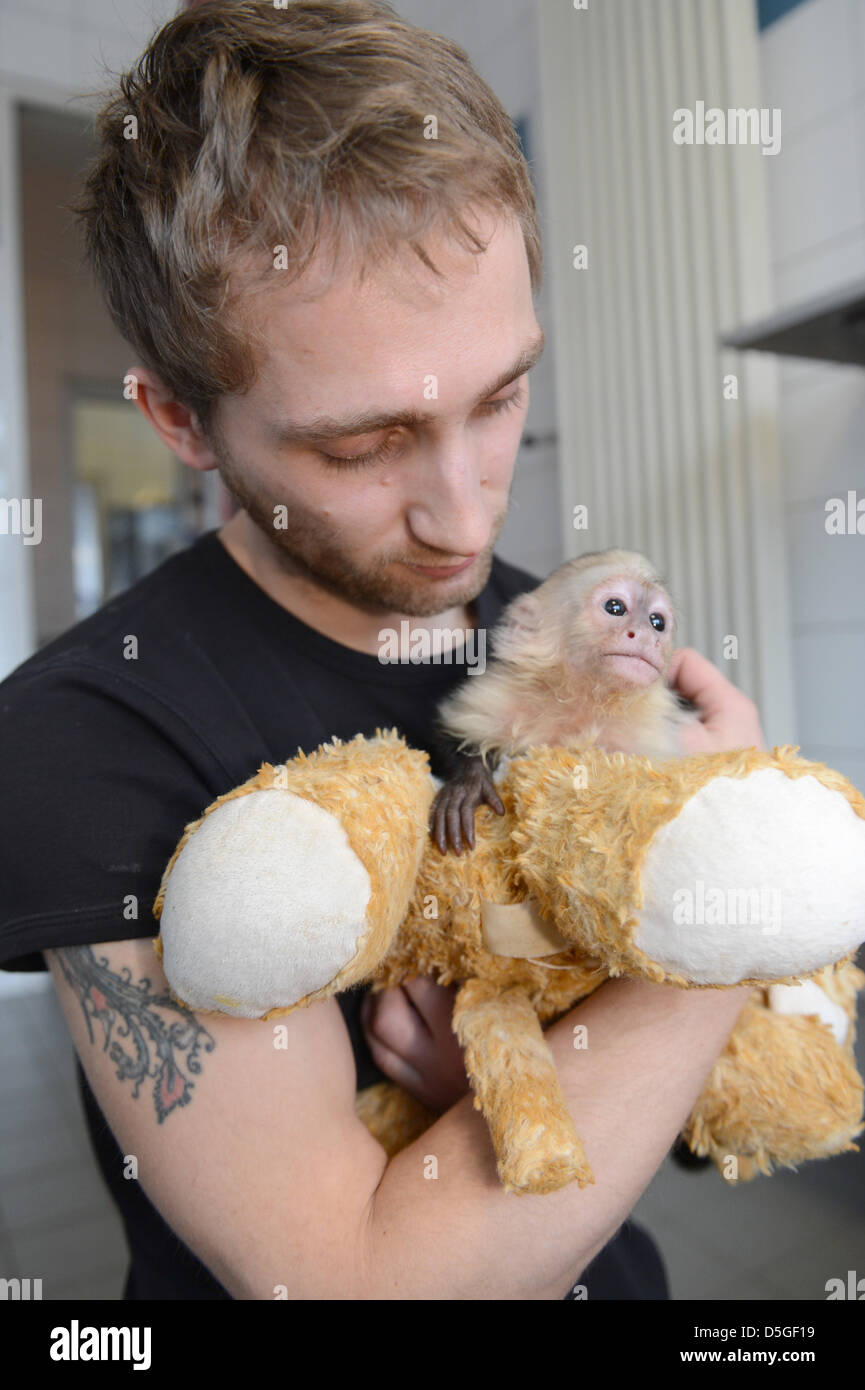 The monkey Mally of Canadian singer Justin Bieber sits on a stuffed toy ...