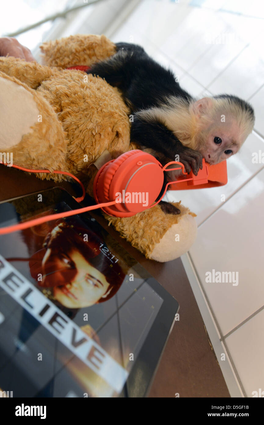 The monkey Mally of Canadian singer Justin Bieber sits on a stuffed toy ...