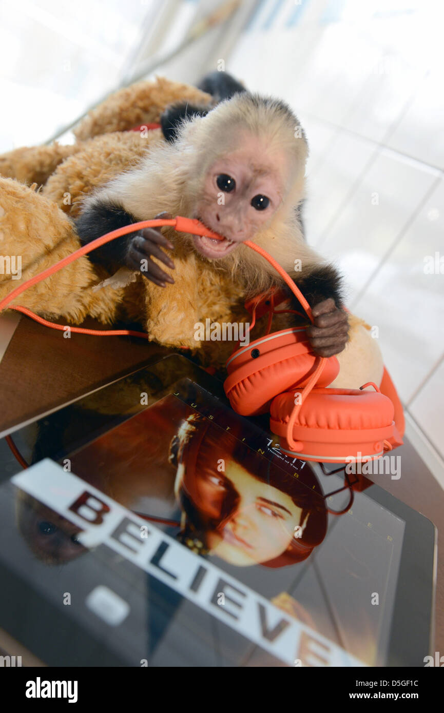 The monkey Mally of Canadian singer Justin Bieber sits on a stuffed toy ...