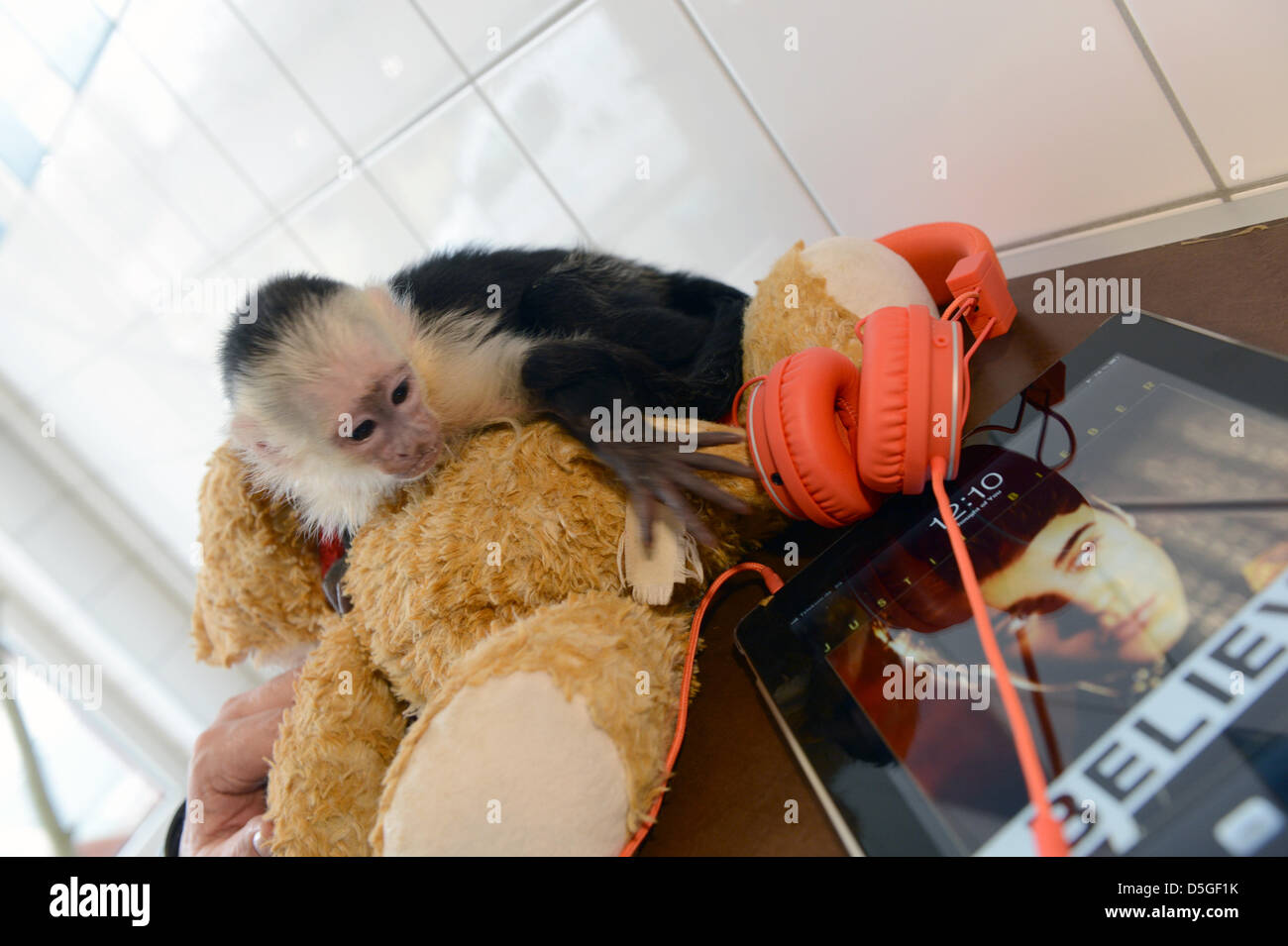The monkey Mally of Canadian singer Justin Bieber sits on a stuffed toy ...