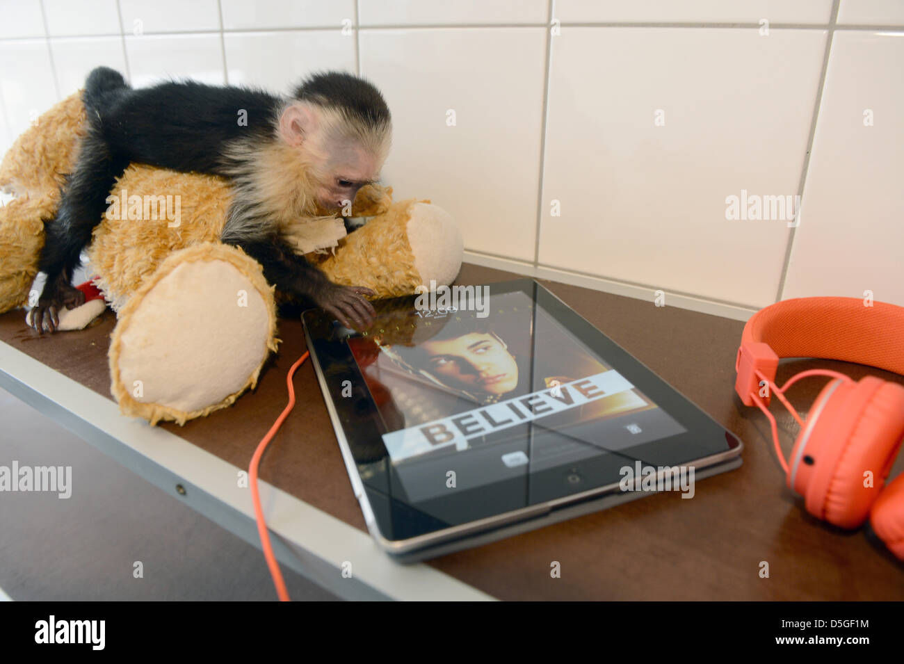 The monkey Mally of Canadian singer Justin Bieber sits on a stuffed toy ...