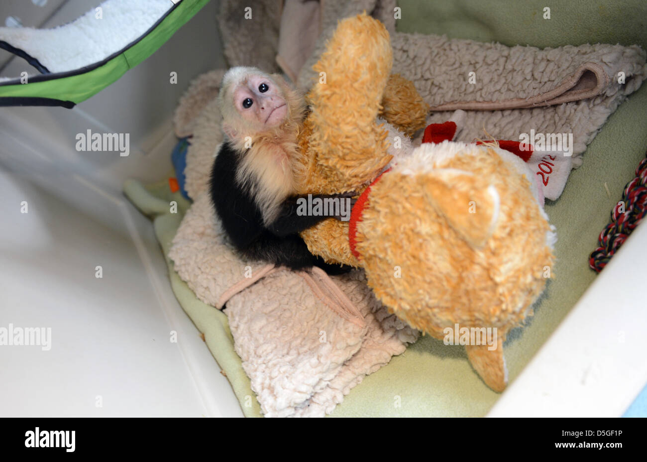 The monkey Mally of Canadian singer Justin Bieber sits with a stuffed ...