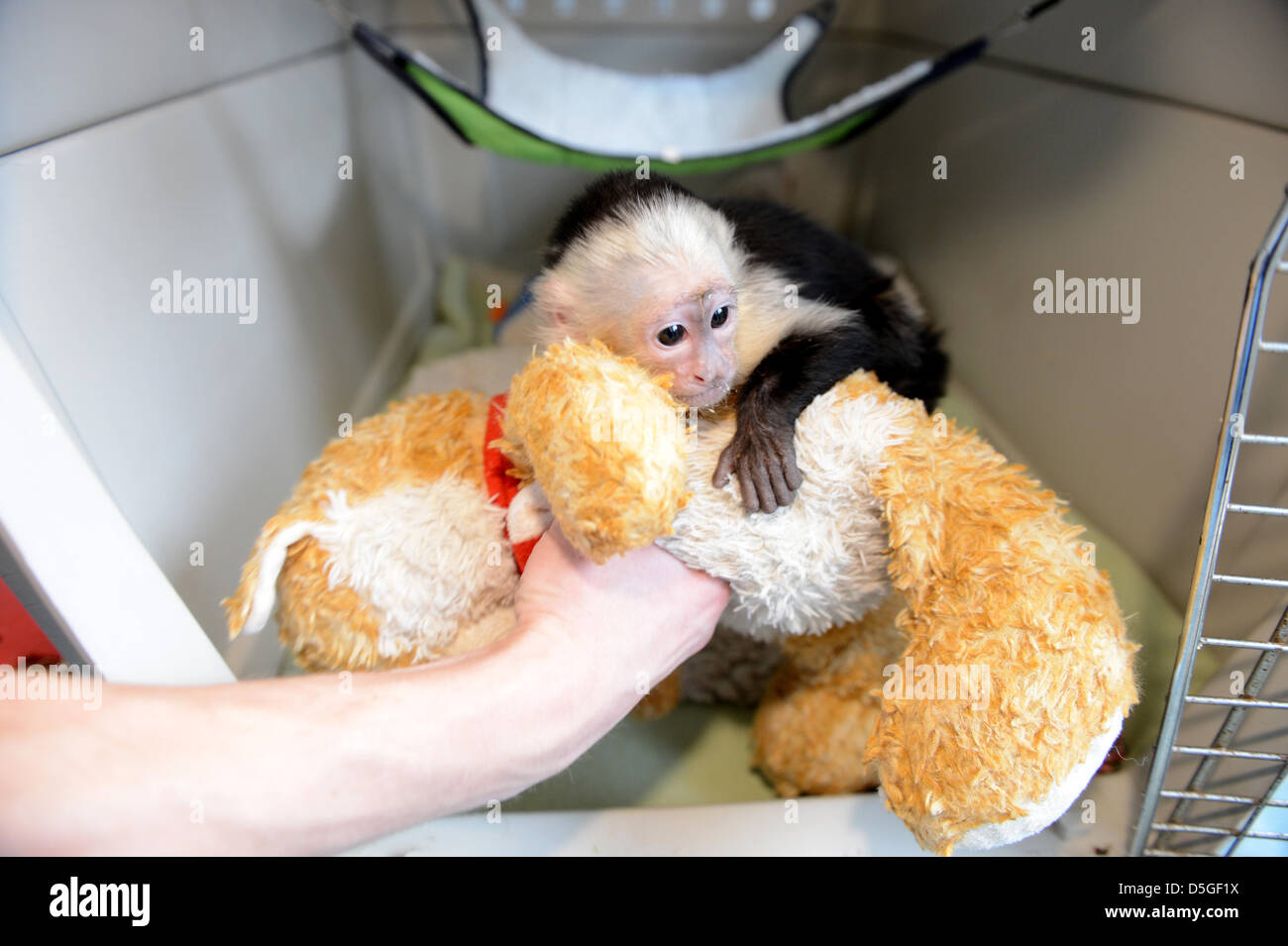 Toy singer hi-res stock photography and images - Alamy