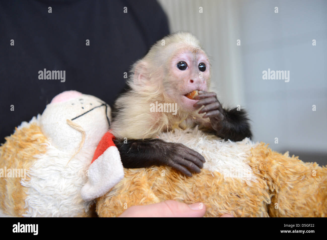 The monkey Mally of Canadian singer Justin Bieber sits with a stuffed ...