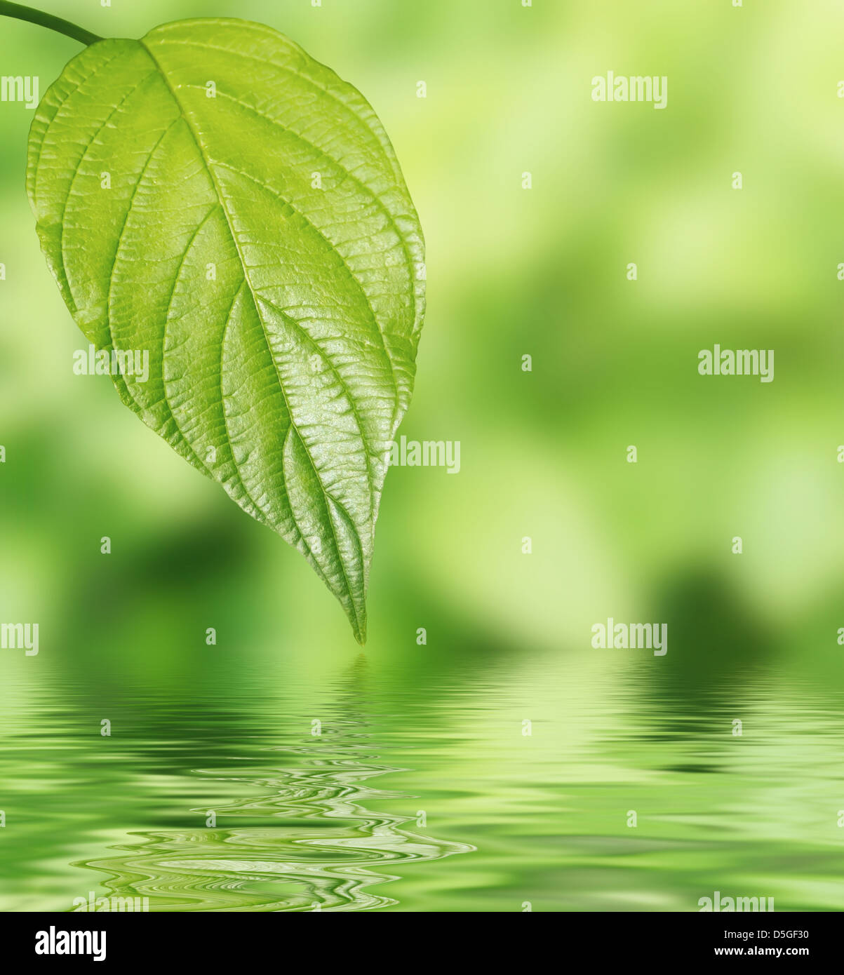 Leaf over Water Stock Photo - Alamy