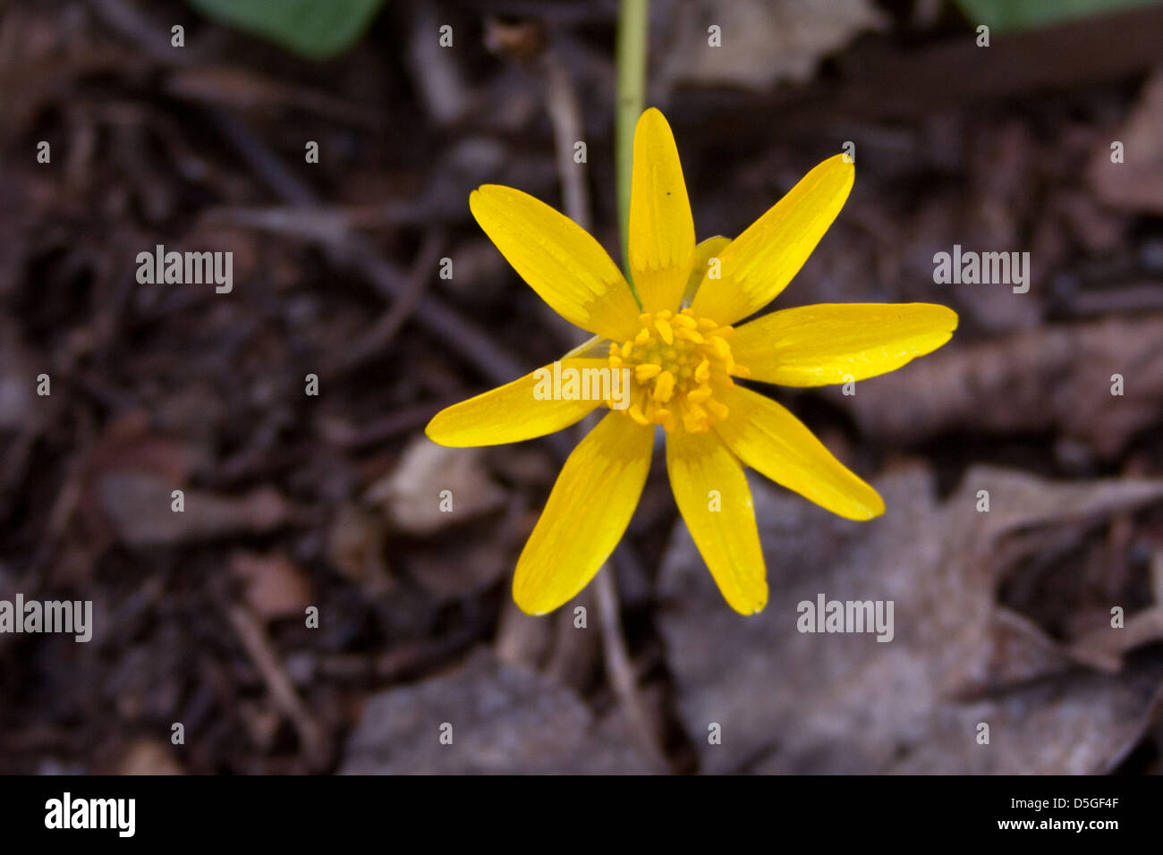 beautiful spring yellow flower on the background of the land, the first ...
