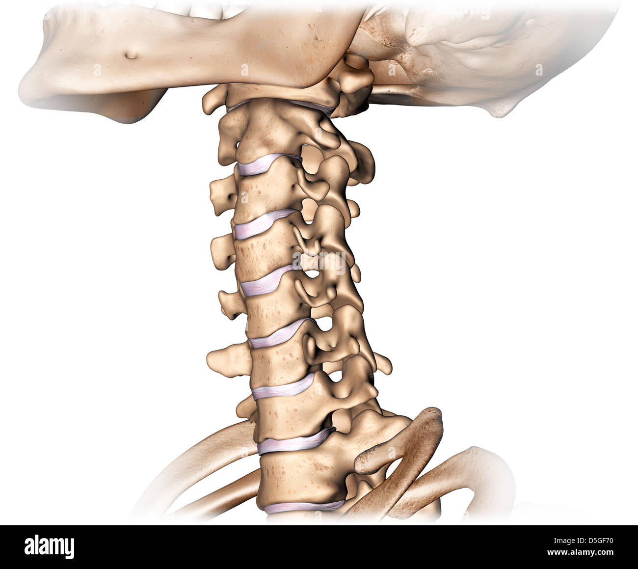 Anterolateral hi-res stock photography and images - Alamy