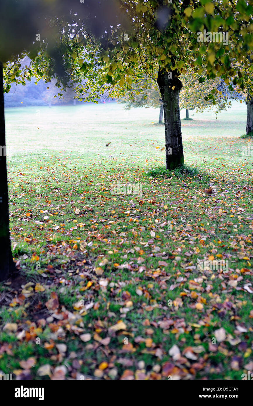 Blurred leaves blowing in wind hi-res stock photography and images - Alamy