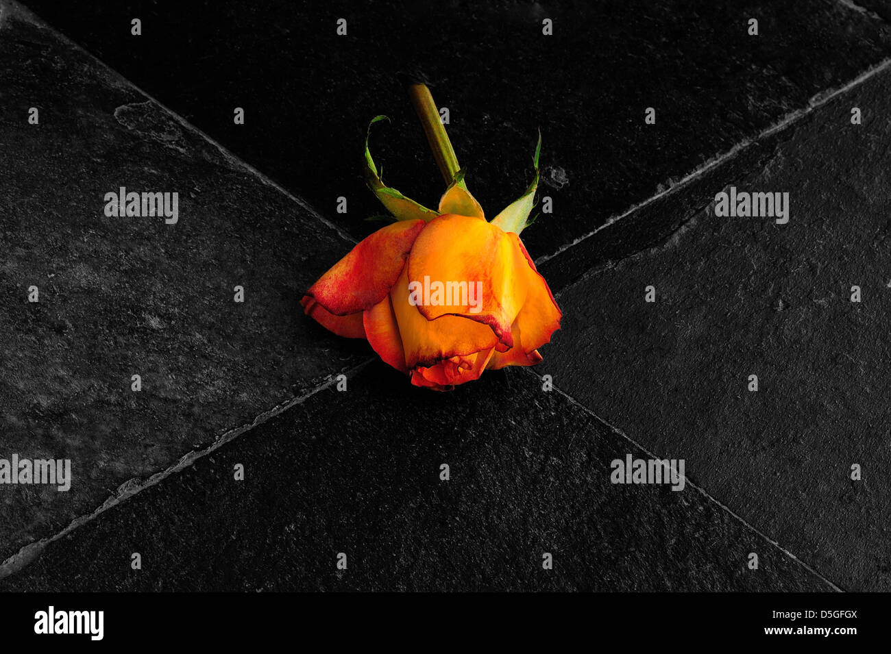 A rose at crossroads Stock Photo - Alamy