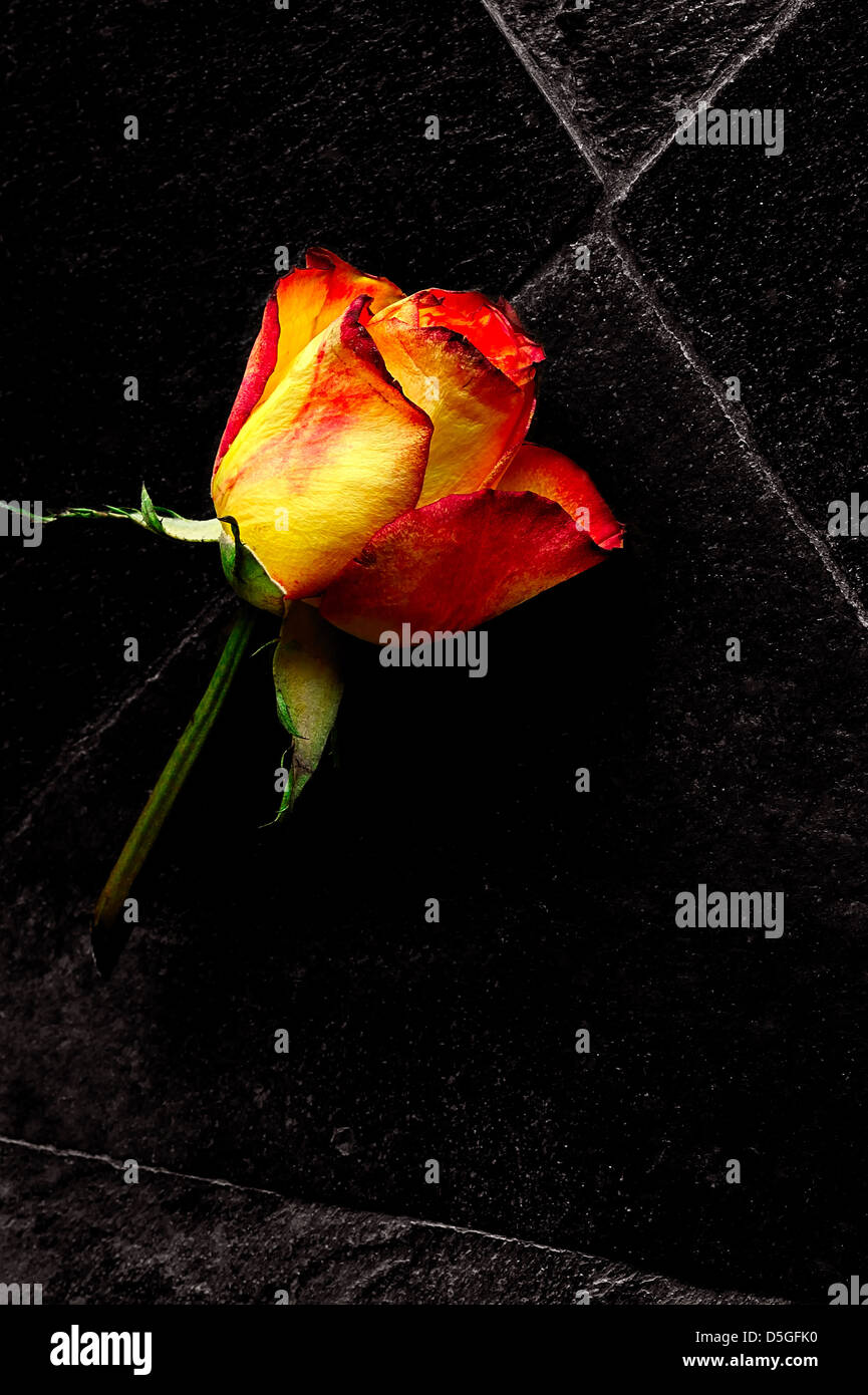 Rose and pavement Stock Photo - Alamy