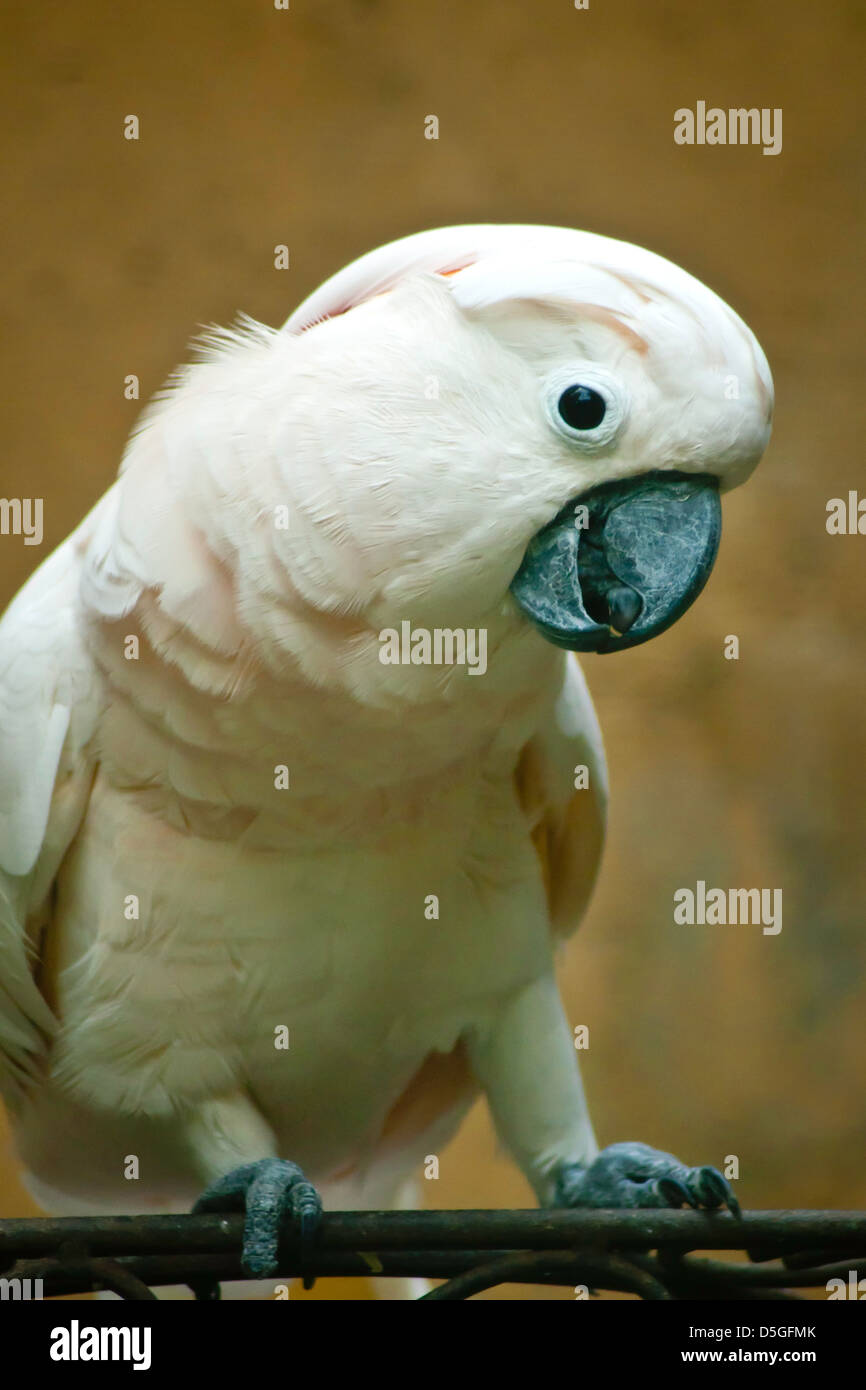 White Cockatoo Parrot bird was perched on the trunk Stock Photo - Alamy