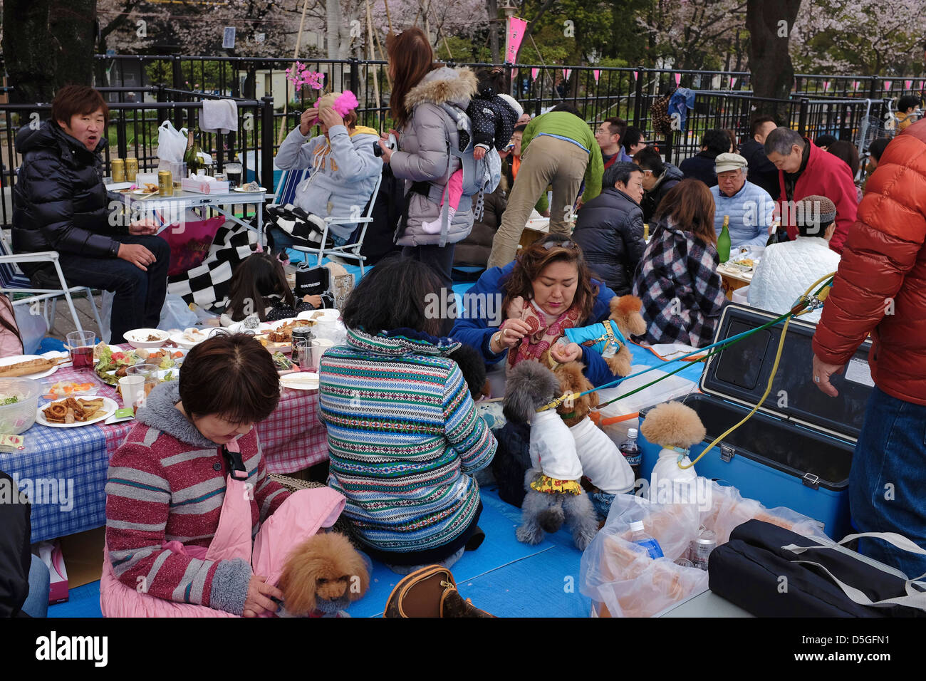 People enjoying Hanami flower viewing at Sumida Riverside Park Stock ...