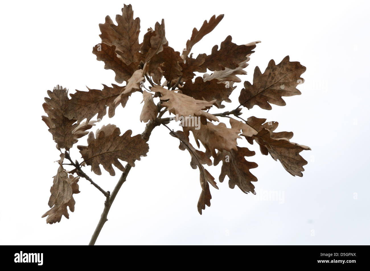 Oak leaf sprig with dried Stock Photo - Alamy