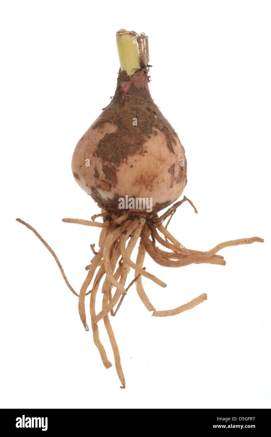 Muscari comosum bulb - lampascione - on a saucer Stock Photo - Alamy