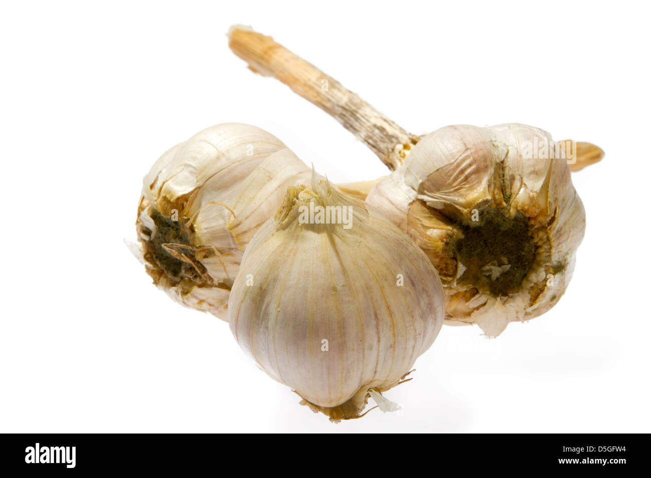 garlic bulb isolated on white background cutout Stock Photo - Alamy