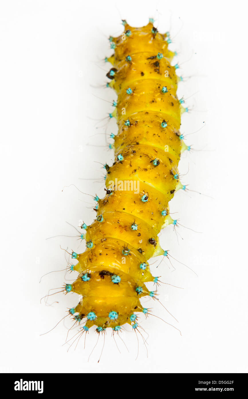 large caterpillar on a white background Stock Photo - Alamy