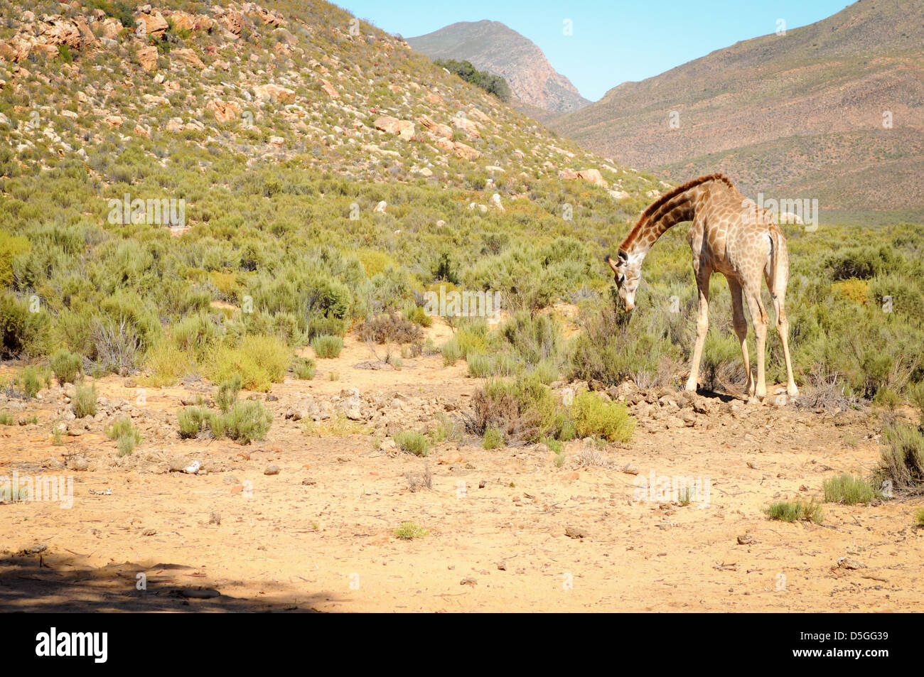 One giraffe hi-res stock photography and images - Alamy