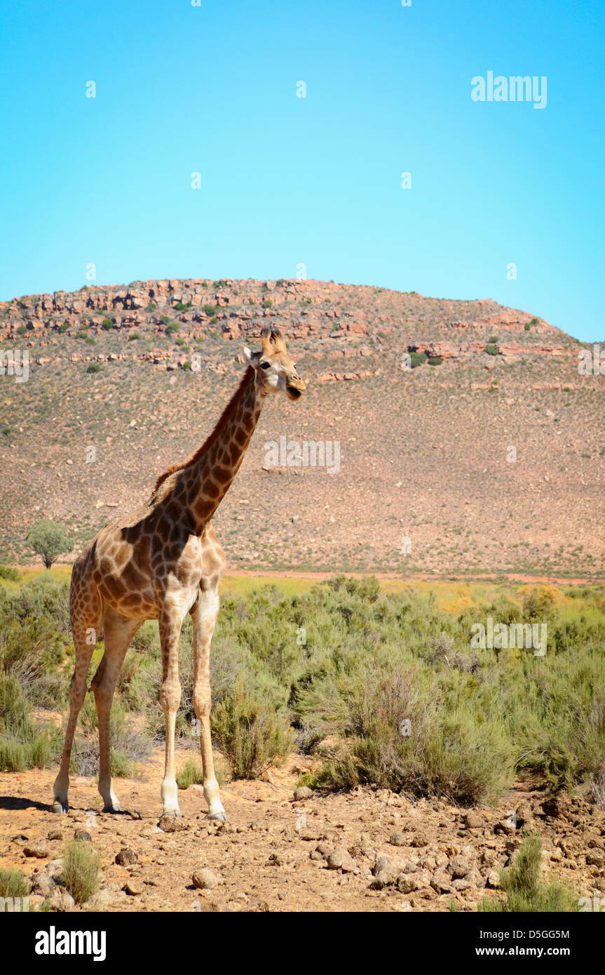 One giraffe hi-res stock photography and images - Alamy
