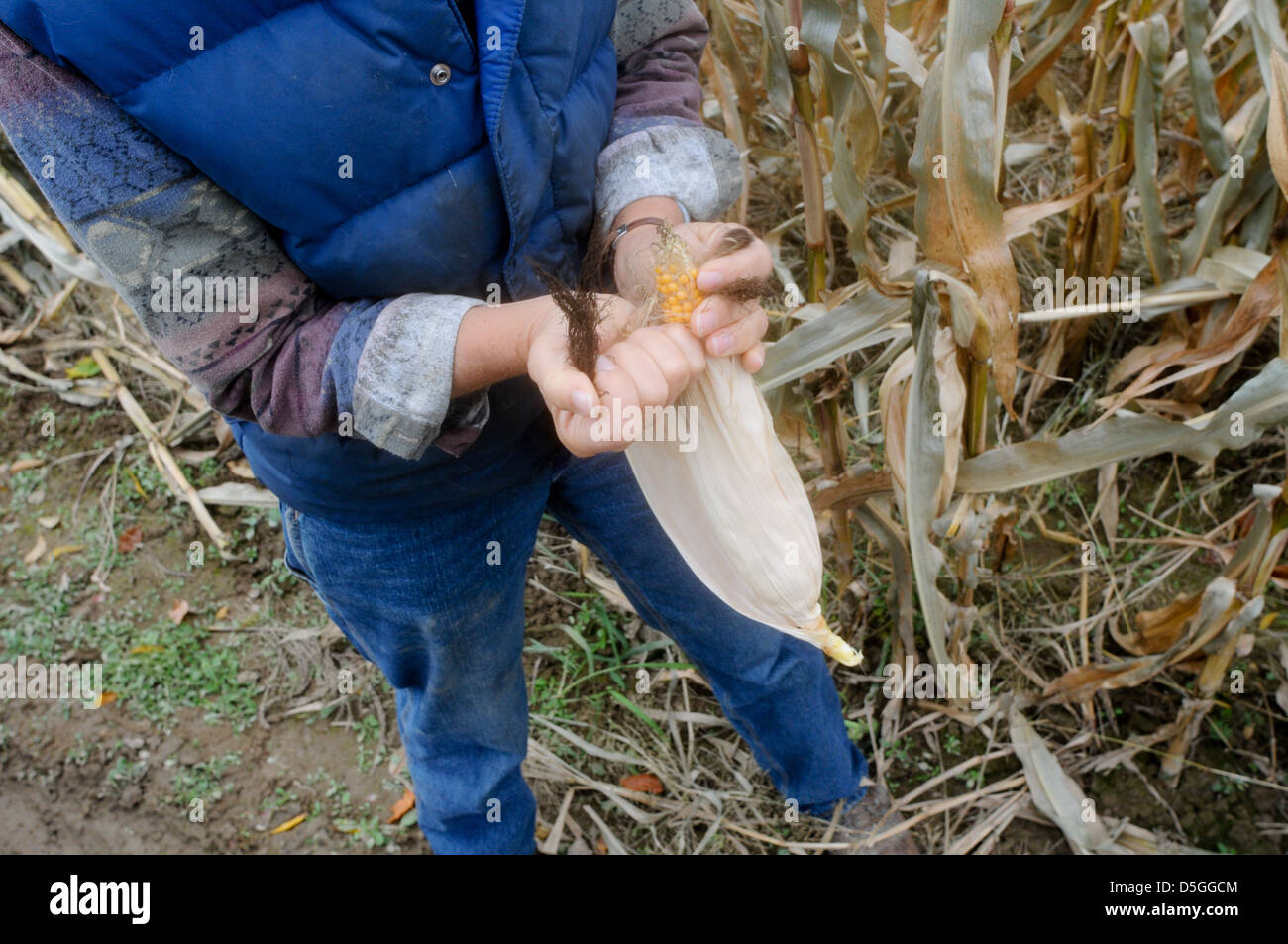 Corn in the field in Upstate New York Stock Photo - Alamy