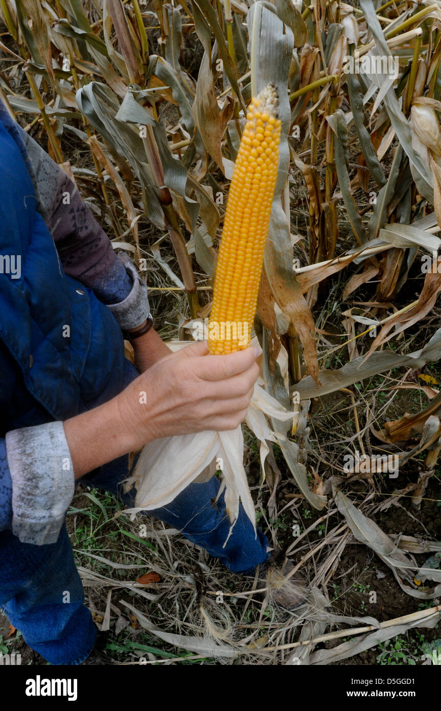 Corn in the field in Upstate New York Stock Photo - Alamy