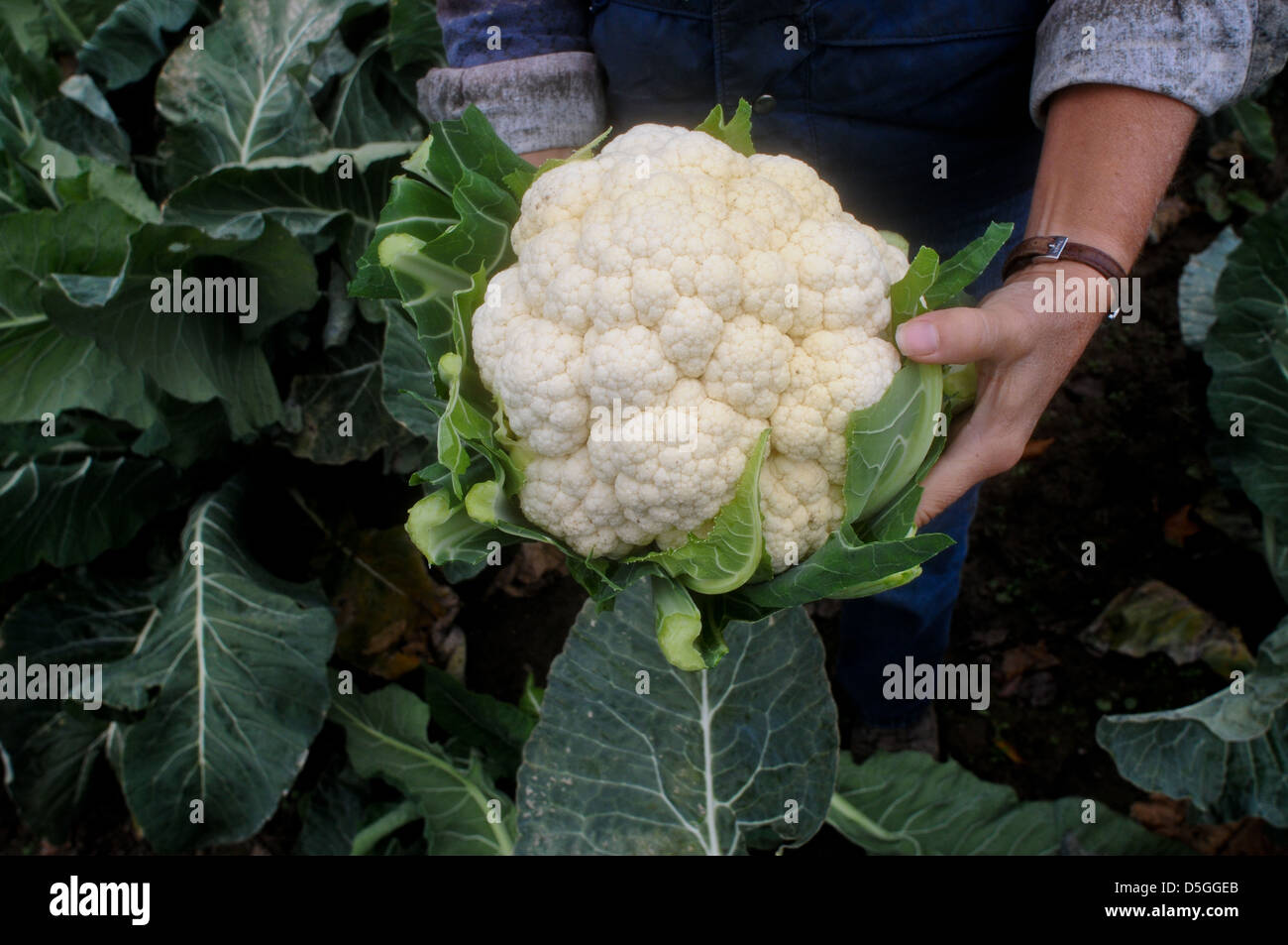 Head of cauliflower fresh from the field in Upstate New York Stock ...
