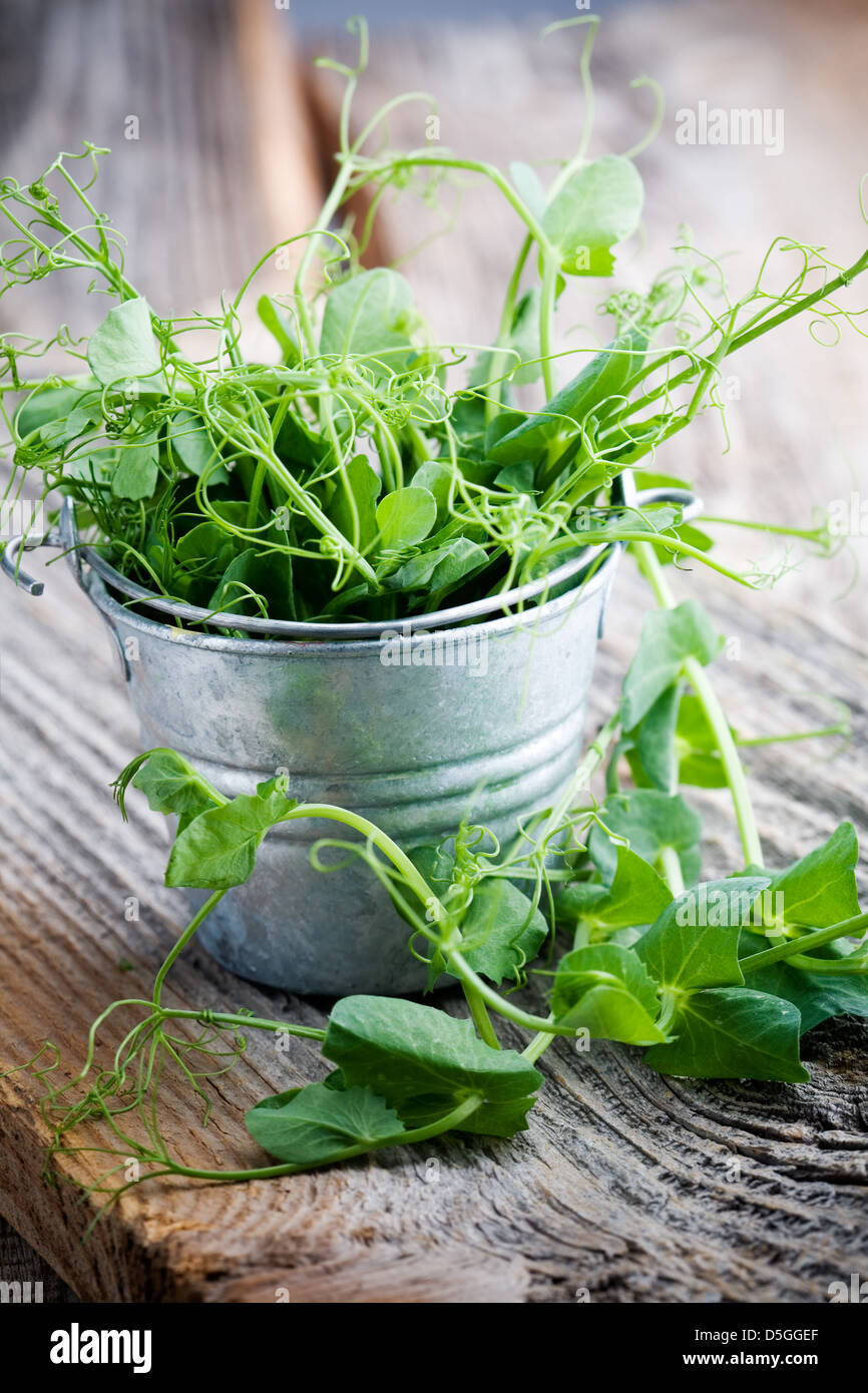 Fresh pea sprouts in little bucket, selective focus Stock Photo - Alamy