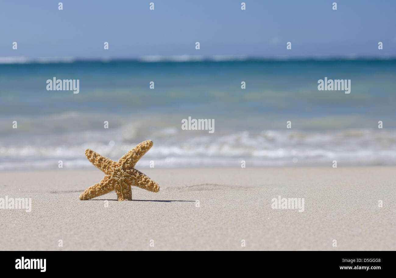 Starfish with ocean hi-res stock photography and images - Alamy