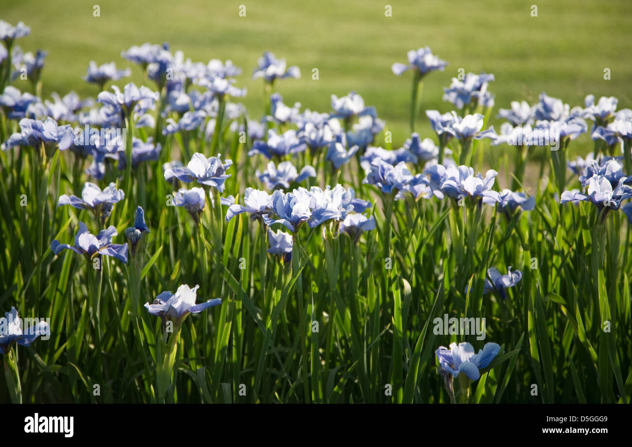 Purple flowers glowing in backlight, shallow focus Stock Photo - Alamy