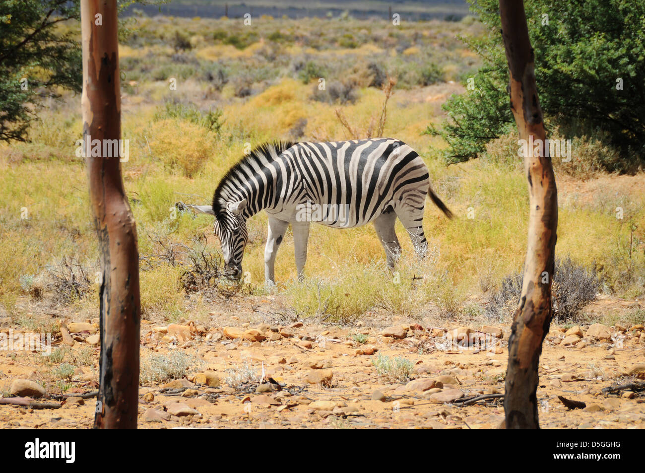 One zebra in wild african bush with two trees on a front as frame Stock ...