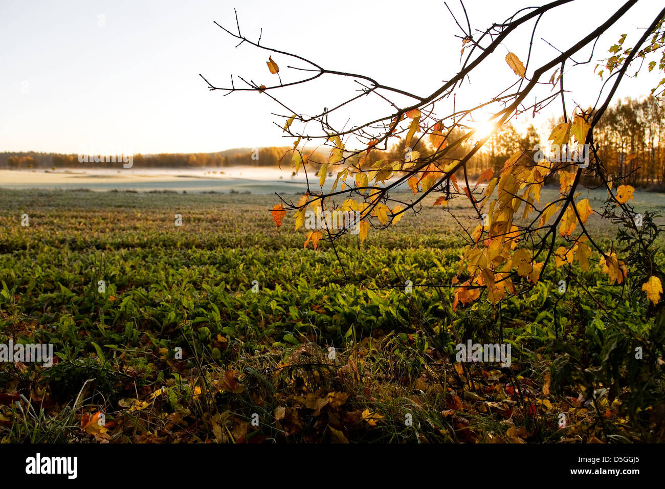 Landscape with morning mist and rising sun Stock Photo - Alamy
