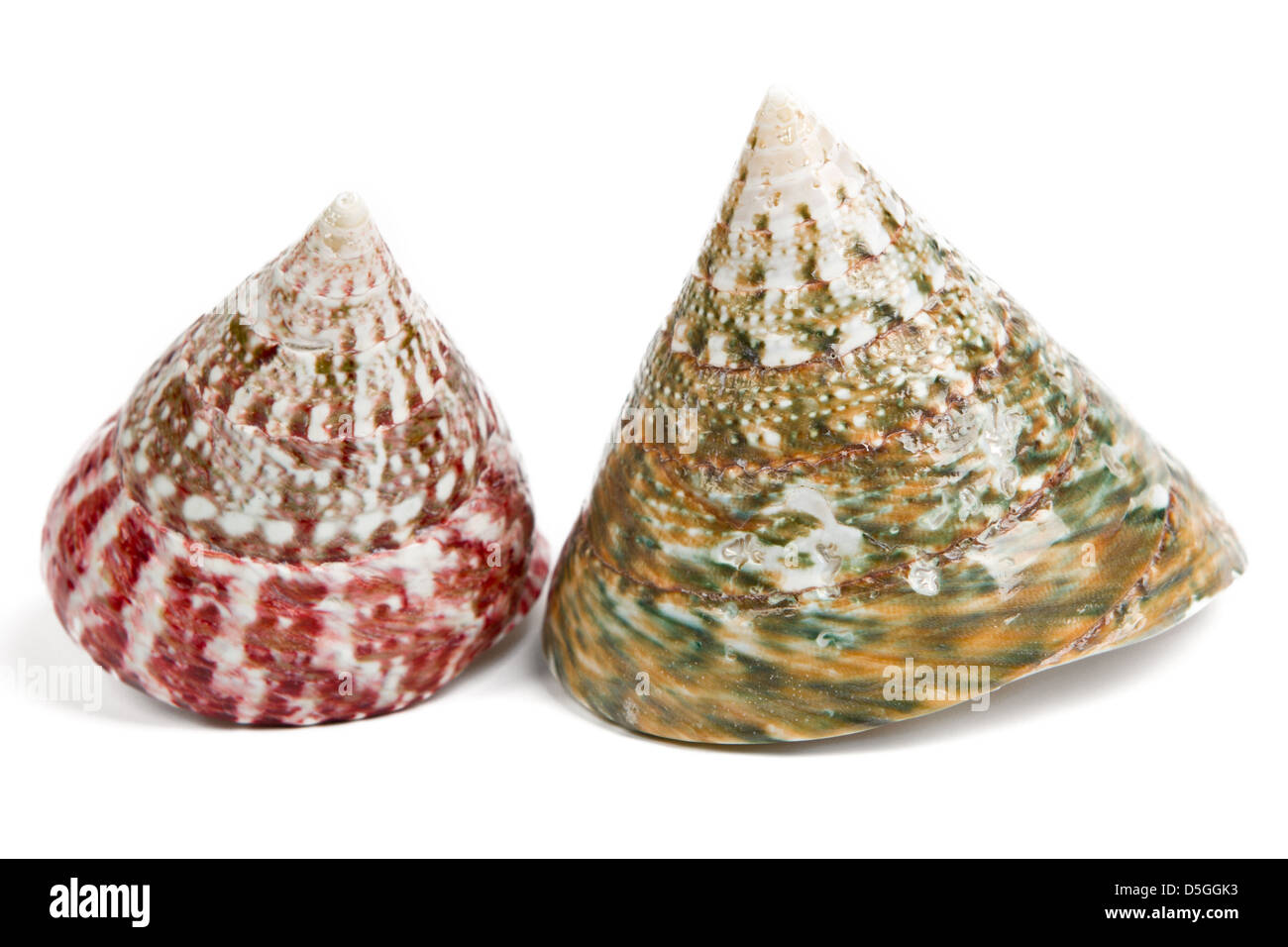 colorful sea shells isolated on white background Stock Photo - Alamy