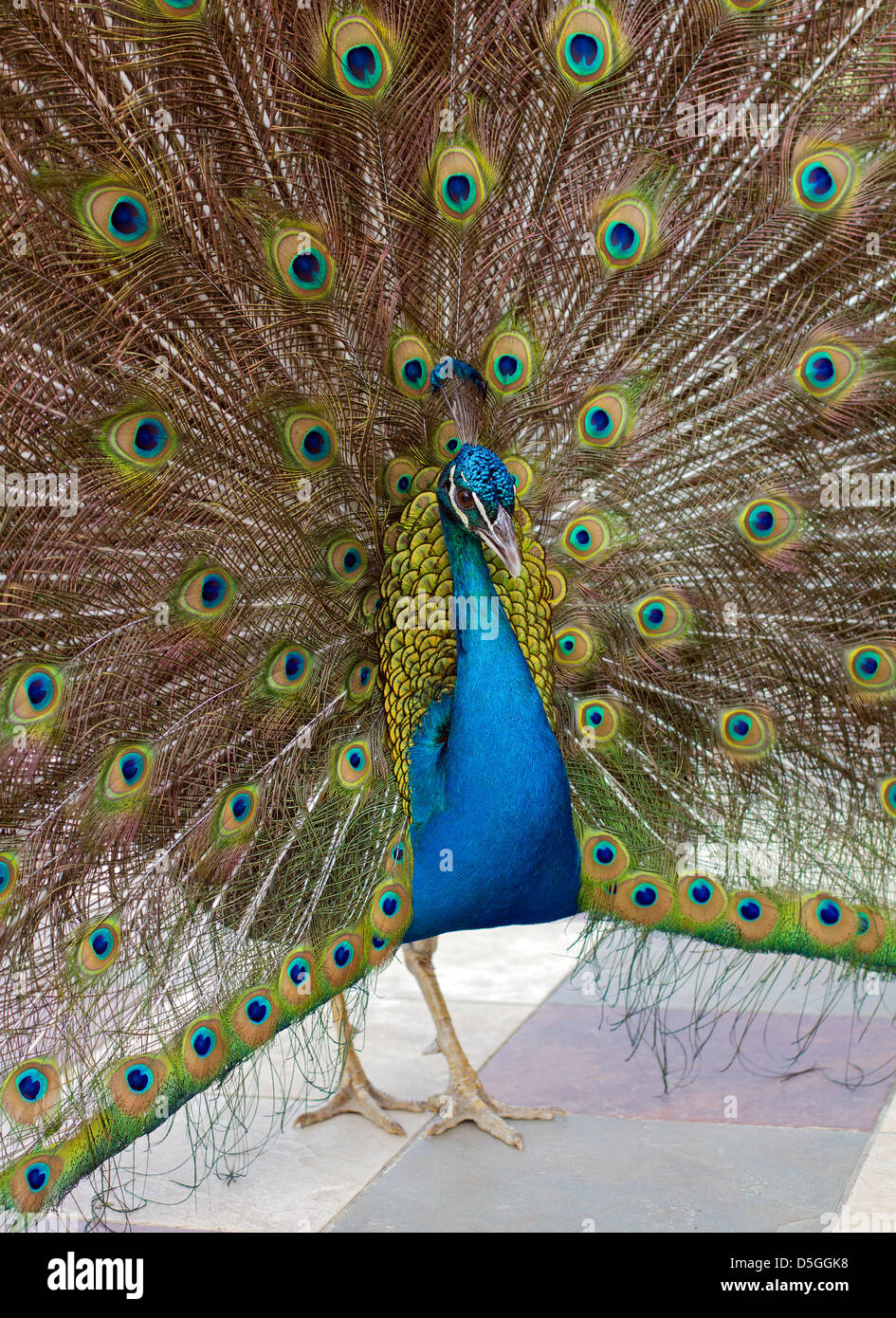 Peacock feather nature hi-res stock photography and images - Alamy