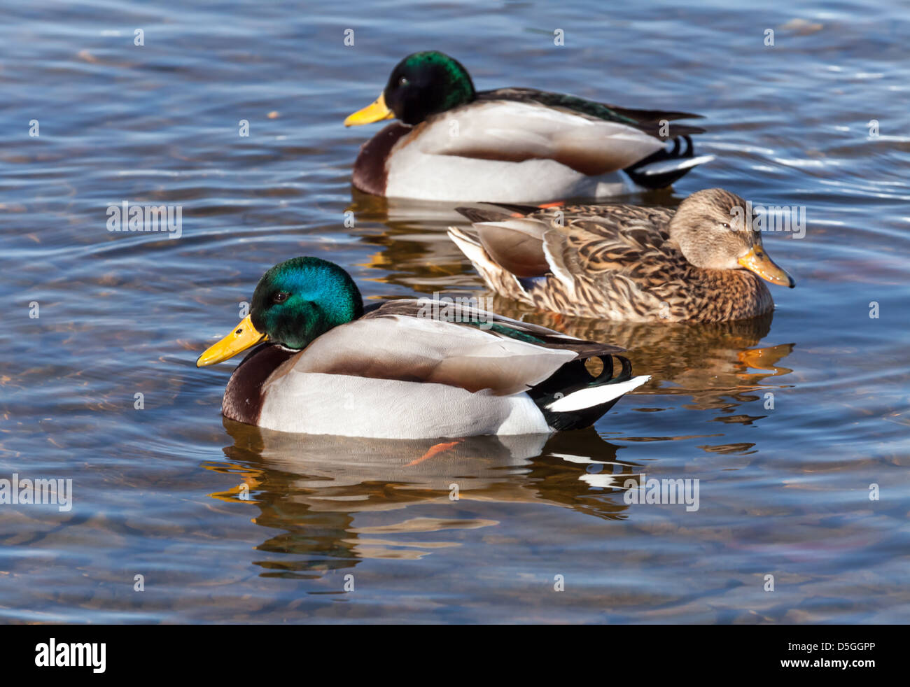 Wild ducks are floating in the sea water Stock Photo - Alamy