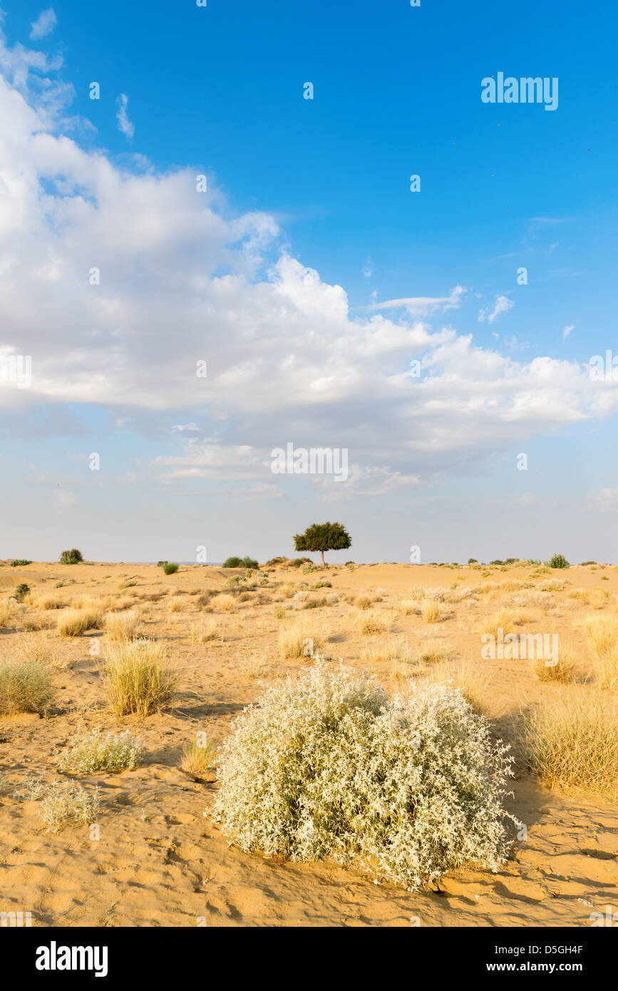 One rhejri (prosopis cineraria) tree in the thar desert (great indian ...