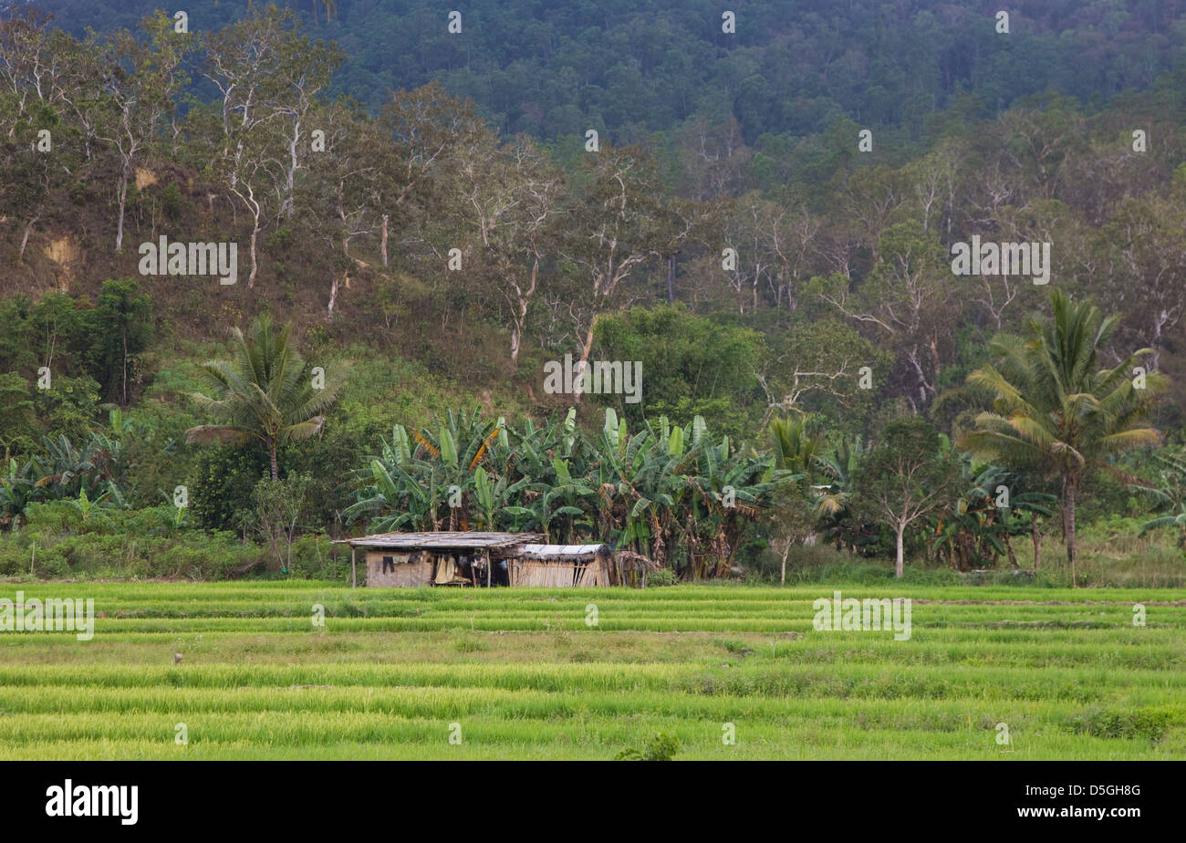 An evening view of a padi field in a rainforest in Timor Leste Stock ...