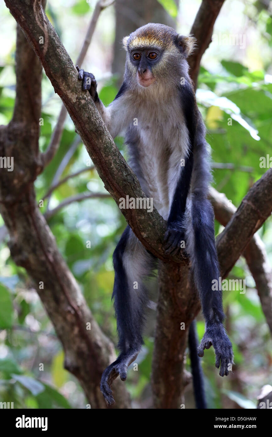 Ghana affe hi-res stock photography and images - Alamy
