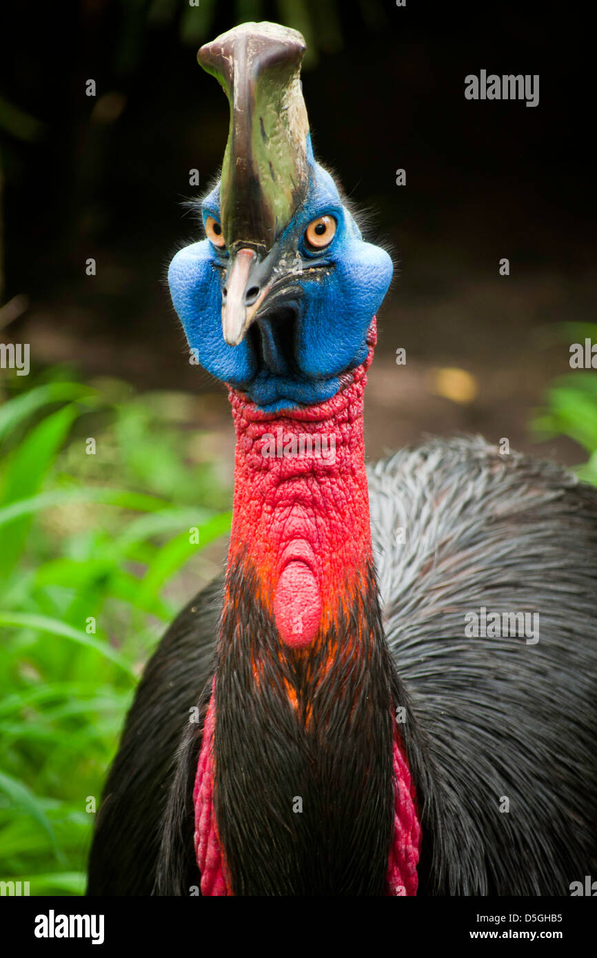 Cassowary images hi-res stock photography and images - Alamy