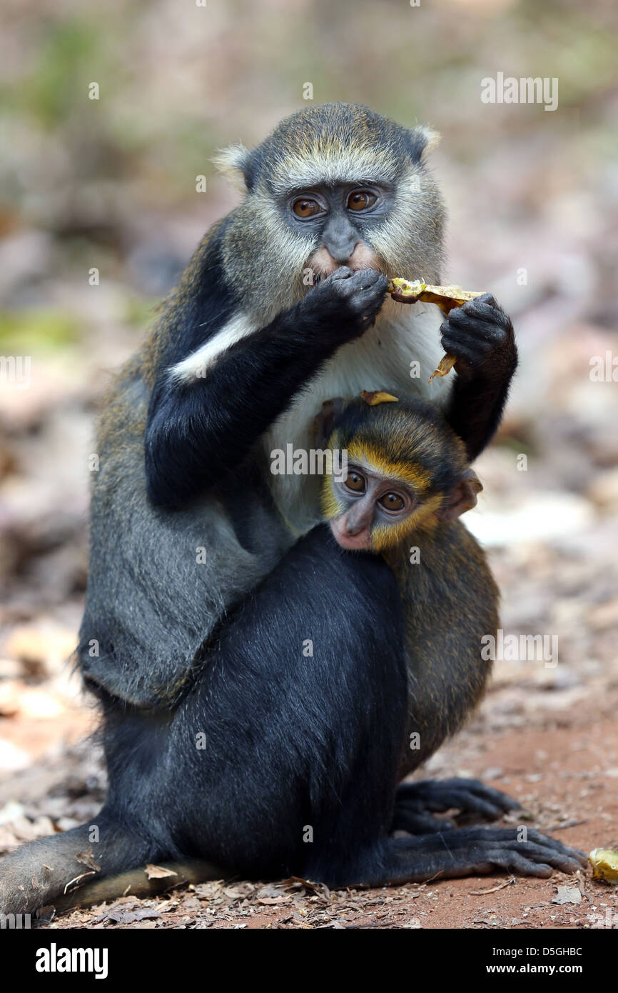 Mona Monkey High Resolution Stock Photography and Images - Alamy