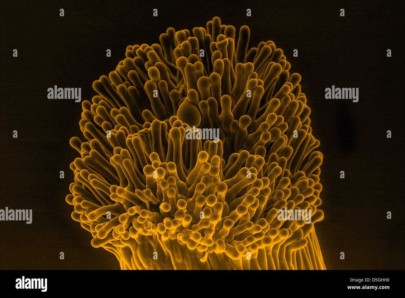 Stigma of African violet (saintpaulia) flower, scanning electron ...