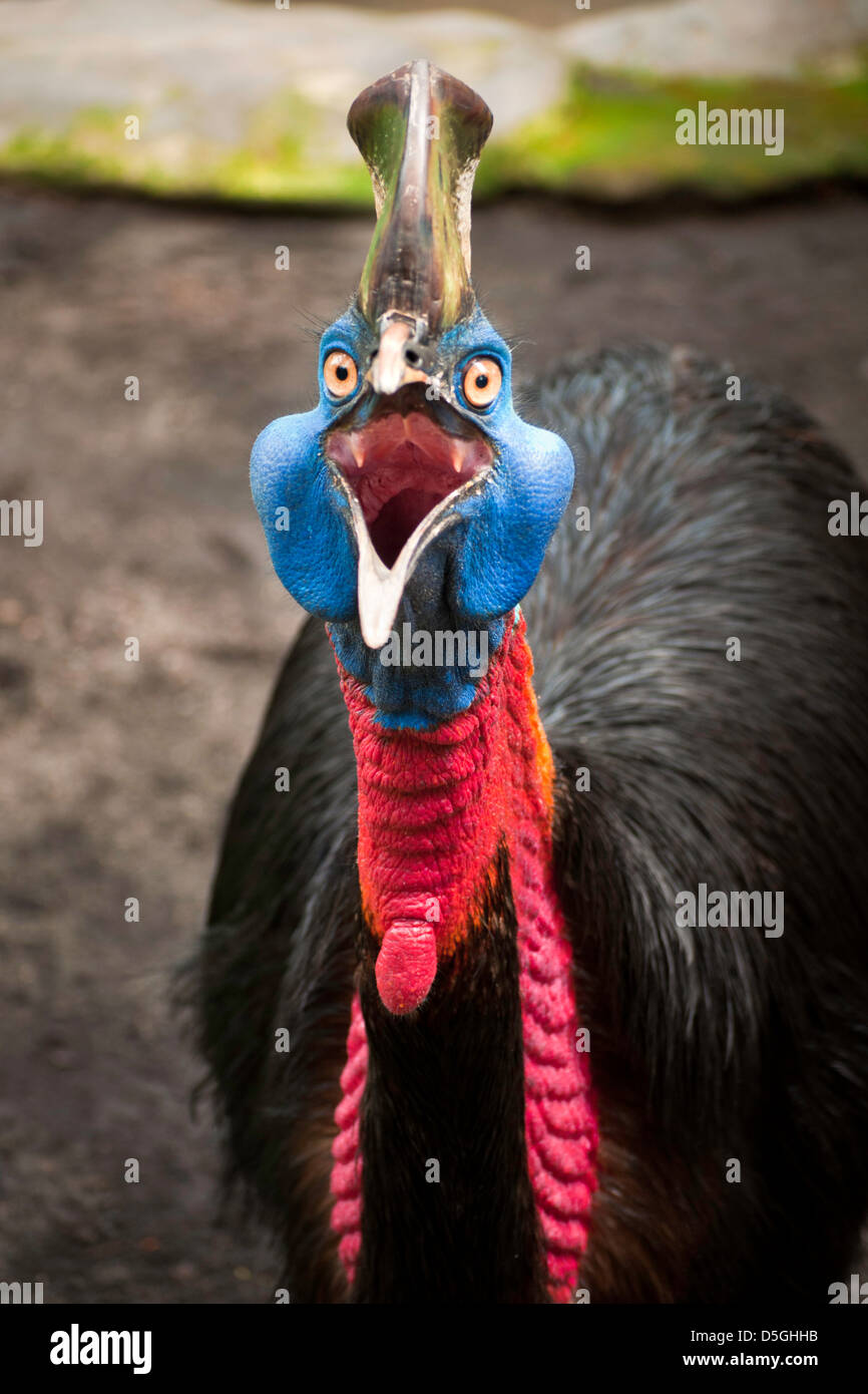 Cassowary hi-res stock photography and images - Alamy