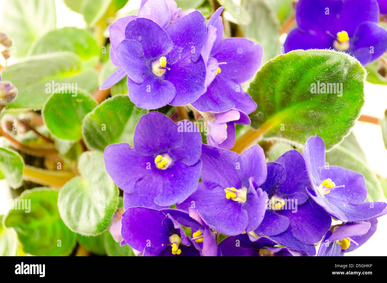 Purple leave hi-res stock photography and images - Alamy